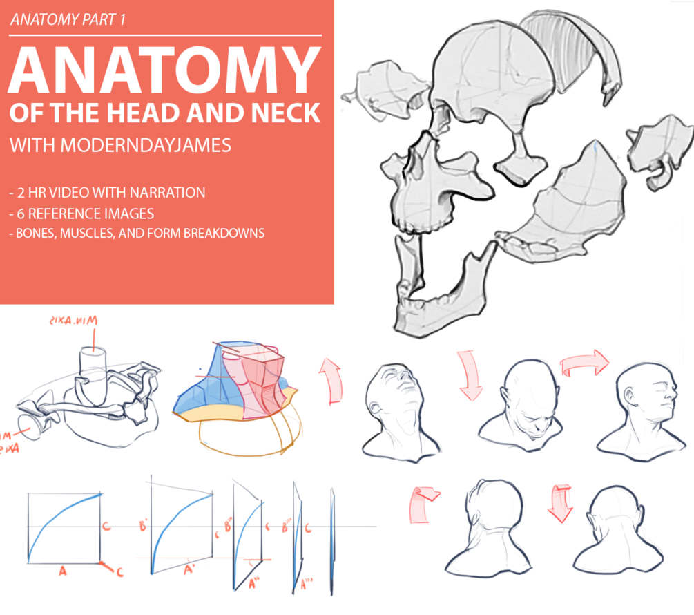 Anatomy 1 - Head And Neck by James Douglas (moderndayjames)
