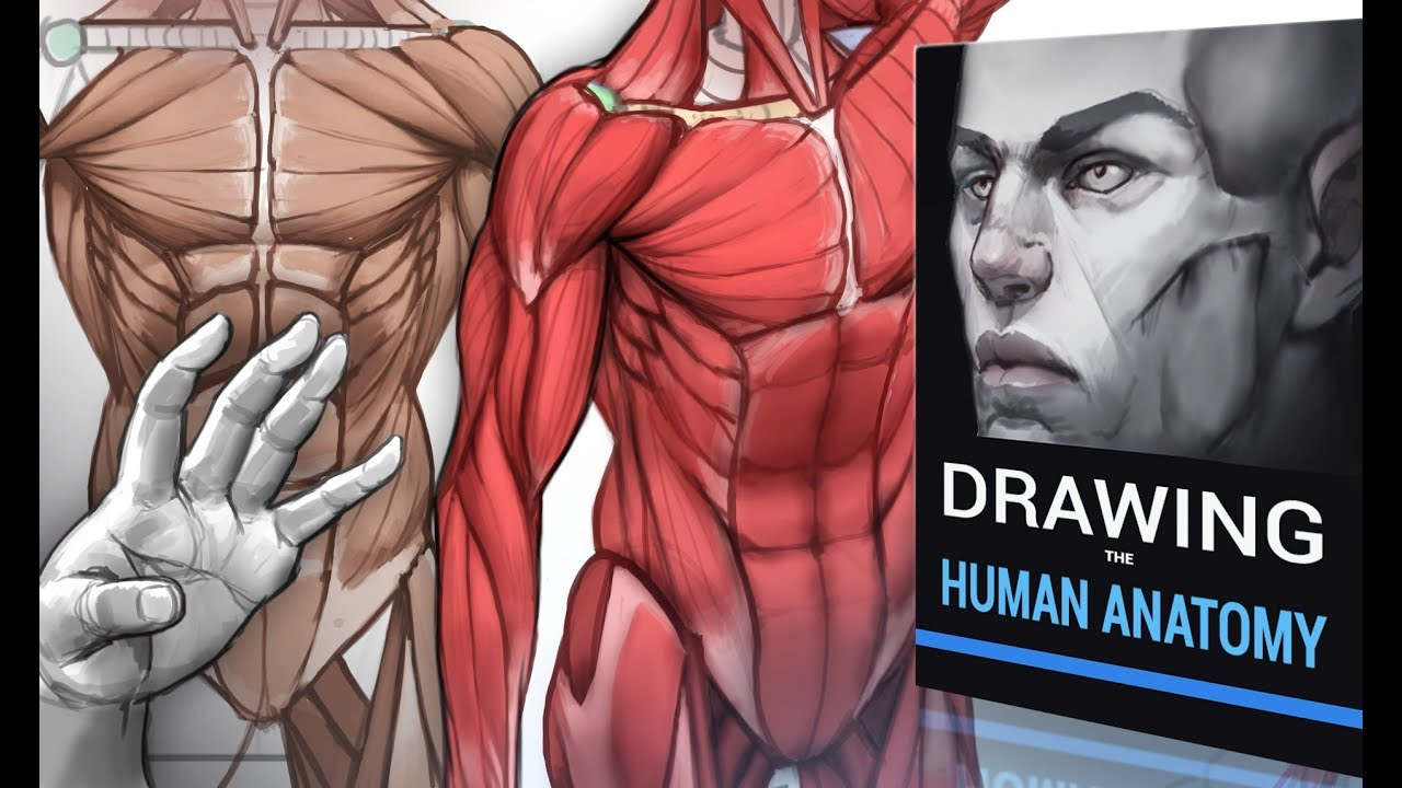 Ultimate Guide to drawing the human anatomy