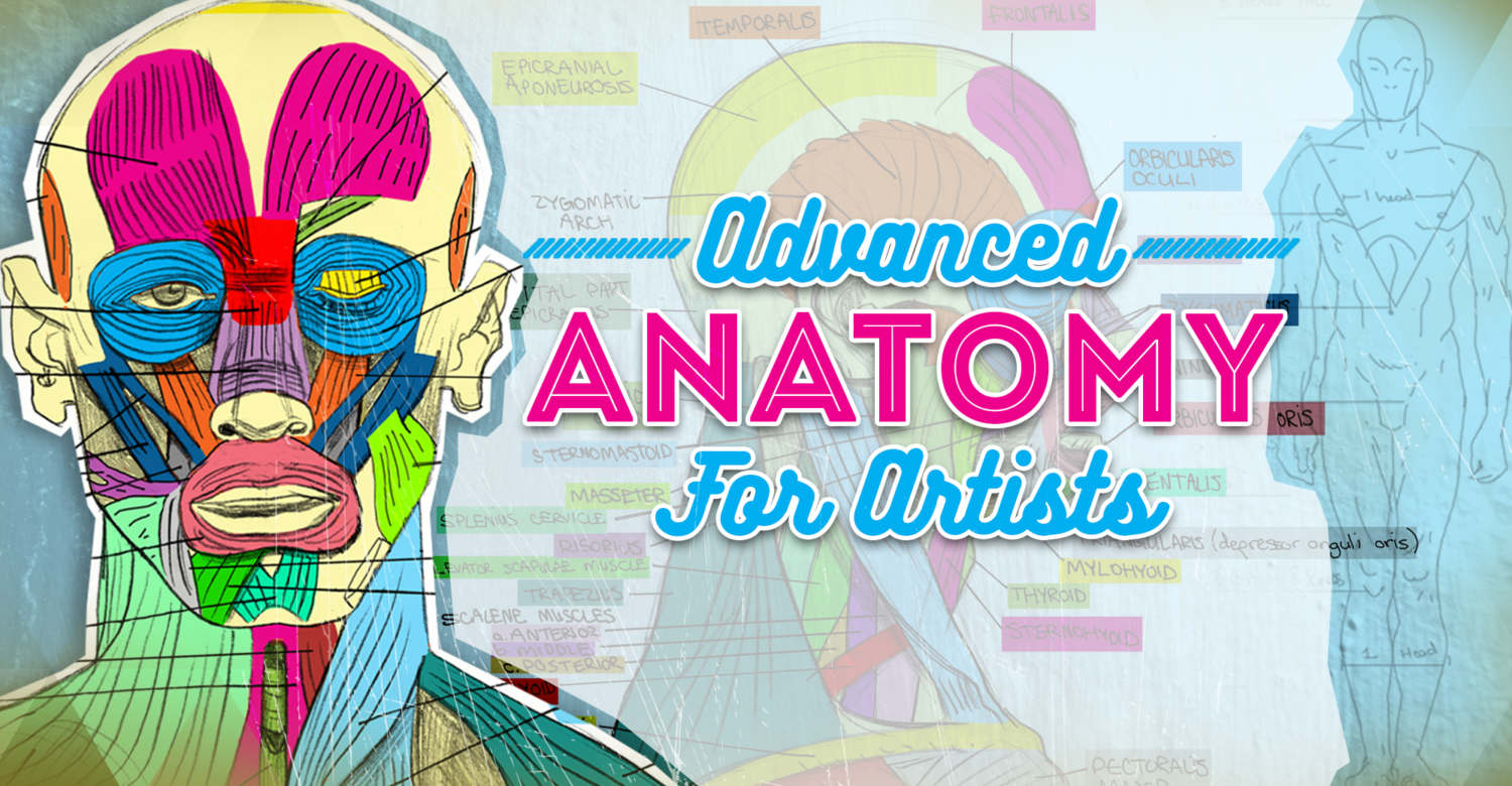 Advanced Anatomy for Artists - Draw any Pose or Body Type