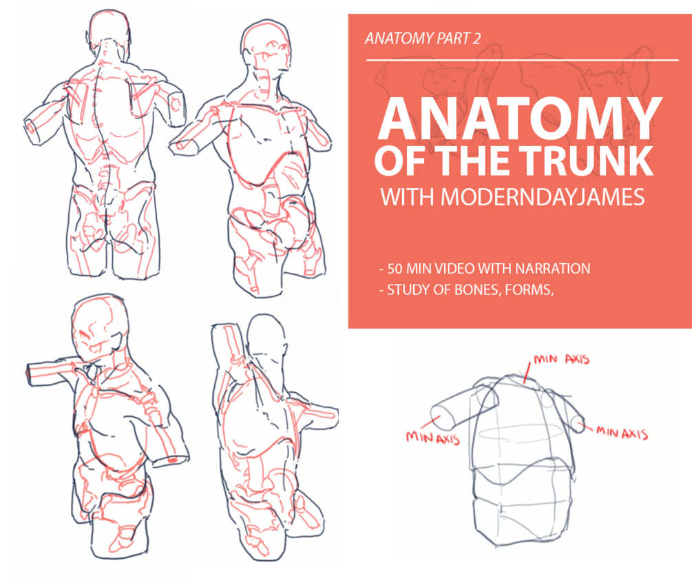 Anatomy 2 - Bones and Muscles of the Trunk