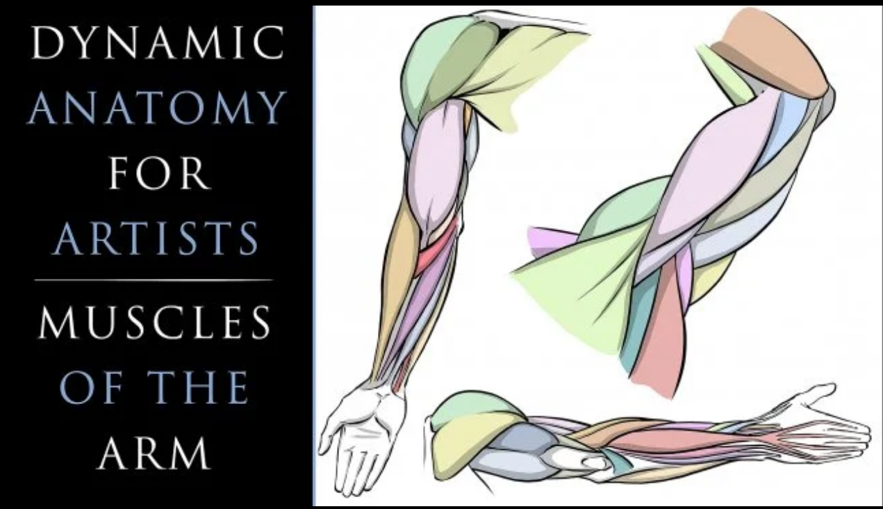 Dynamic Anatomy For Artists Drawing The Muscles Of The Arm