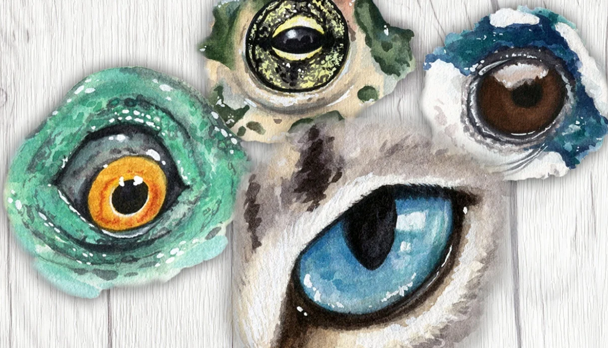 How to draw and paint Animal Eyes by Denise Soden