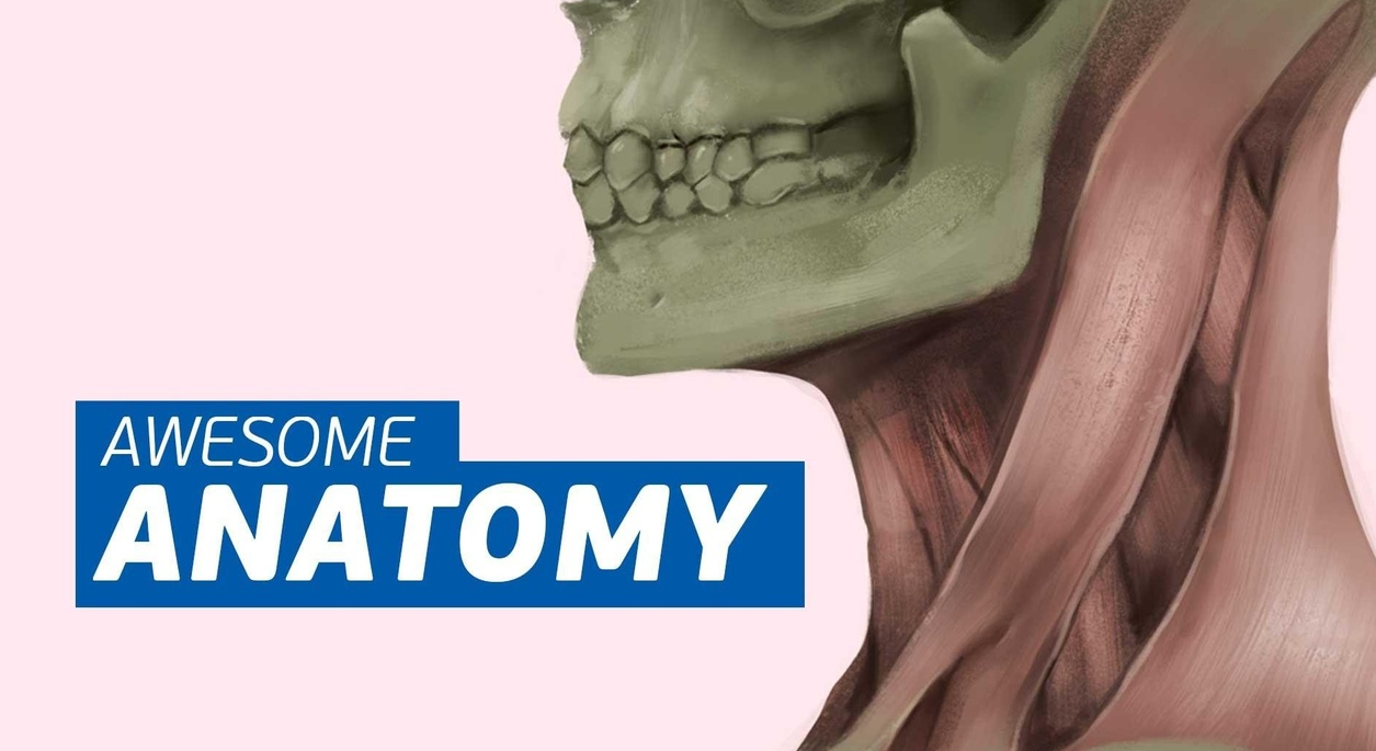 Awesome Anatomy