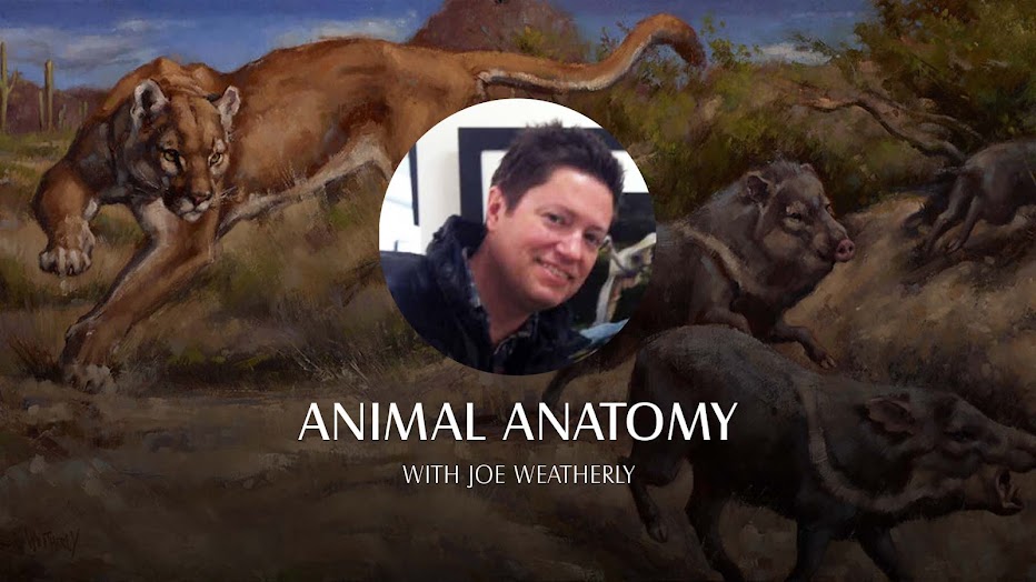 Introduction to Animal Anatomy (Live Class – April 2022) with Joe Weatherly