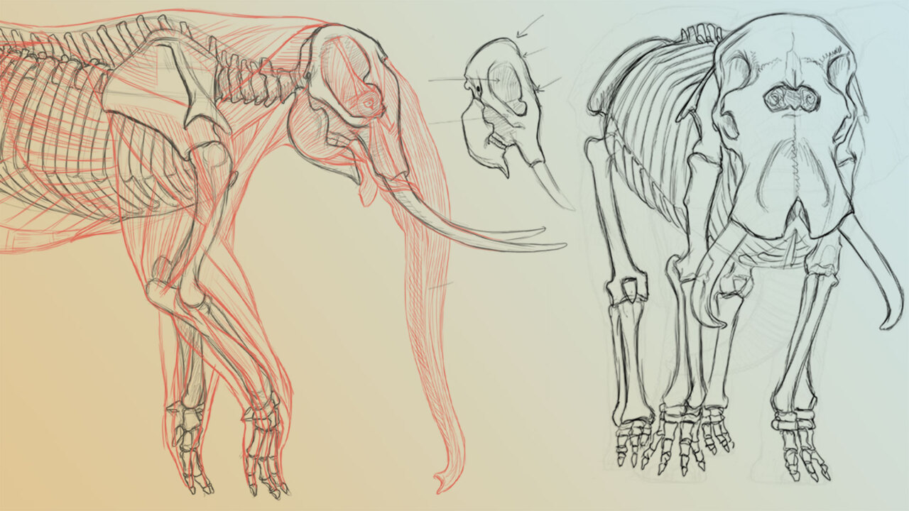 Elephant Anatomy Vol. 2 - Prehistoric Studies & Imaginary Concepts by ...