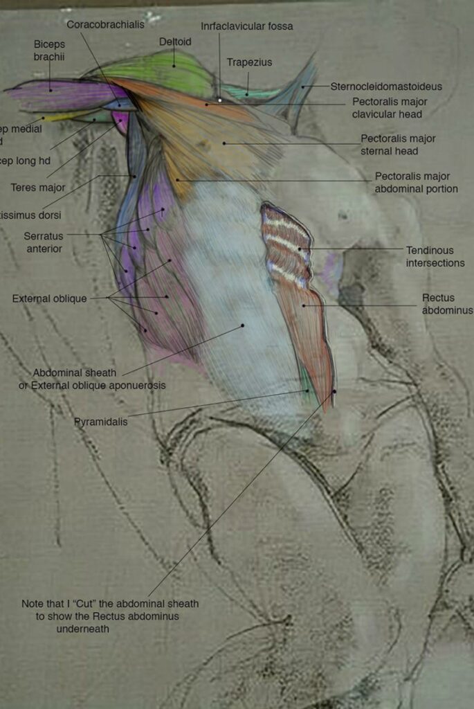 Artistic Anatomy [Vertex School, Rey Bustos, Group-Buy]