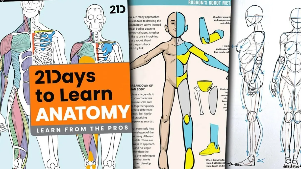 Learn Anatomy in 21 Days by Rodgon